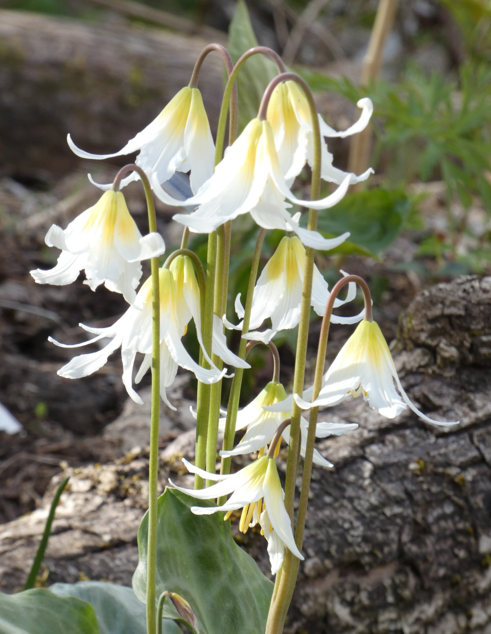 Andrews Corner Garden Opens for NGS Charities • Belstone