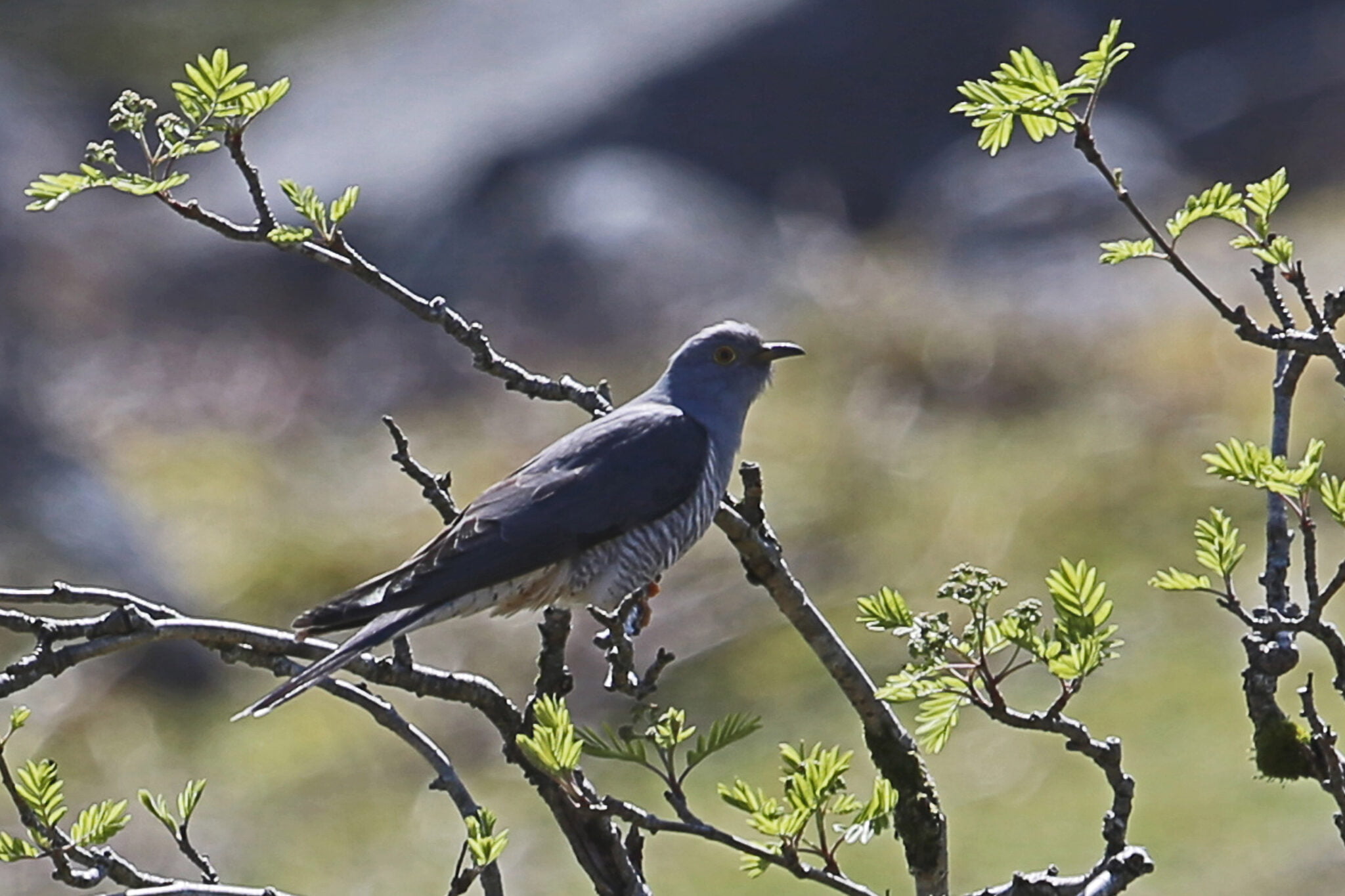 Belstone • A Village with Moor!