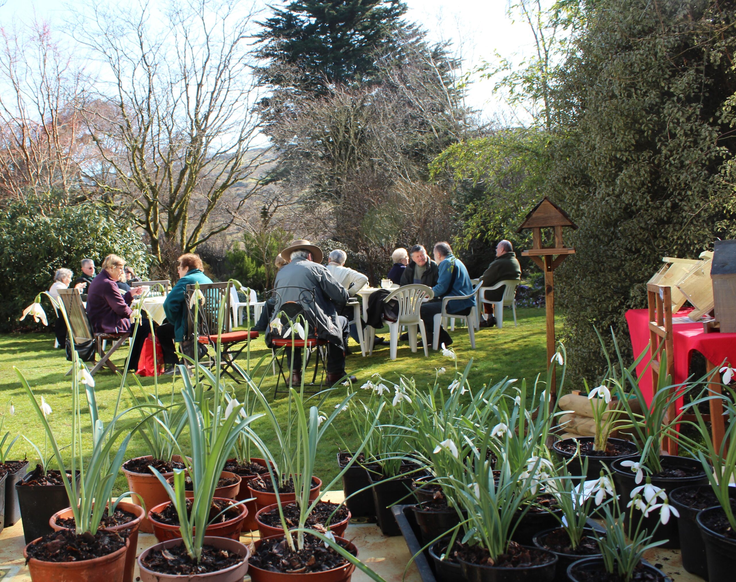 Snowdrop Sunday - Andrews Corner - Sunday 12th February • Belstone