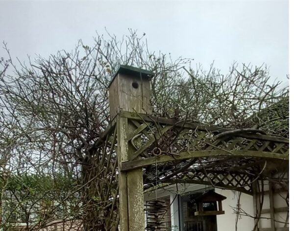 It's National Bird Box Week! . . . • Belstone