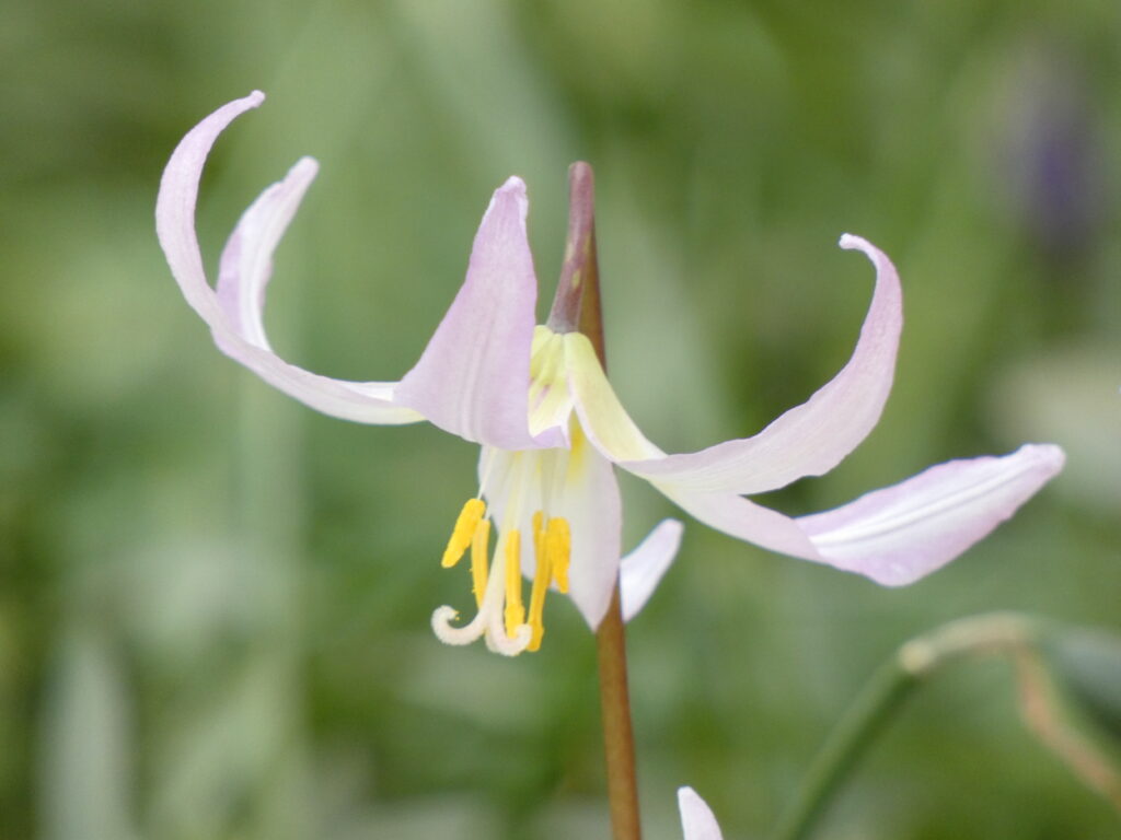 Andrews Corner Garden Belstone - Open for NGS Charities • Belstone