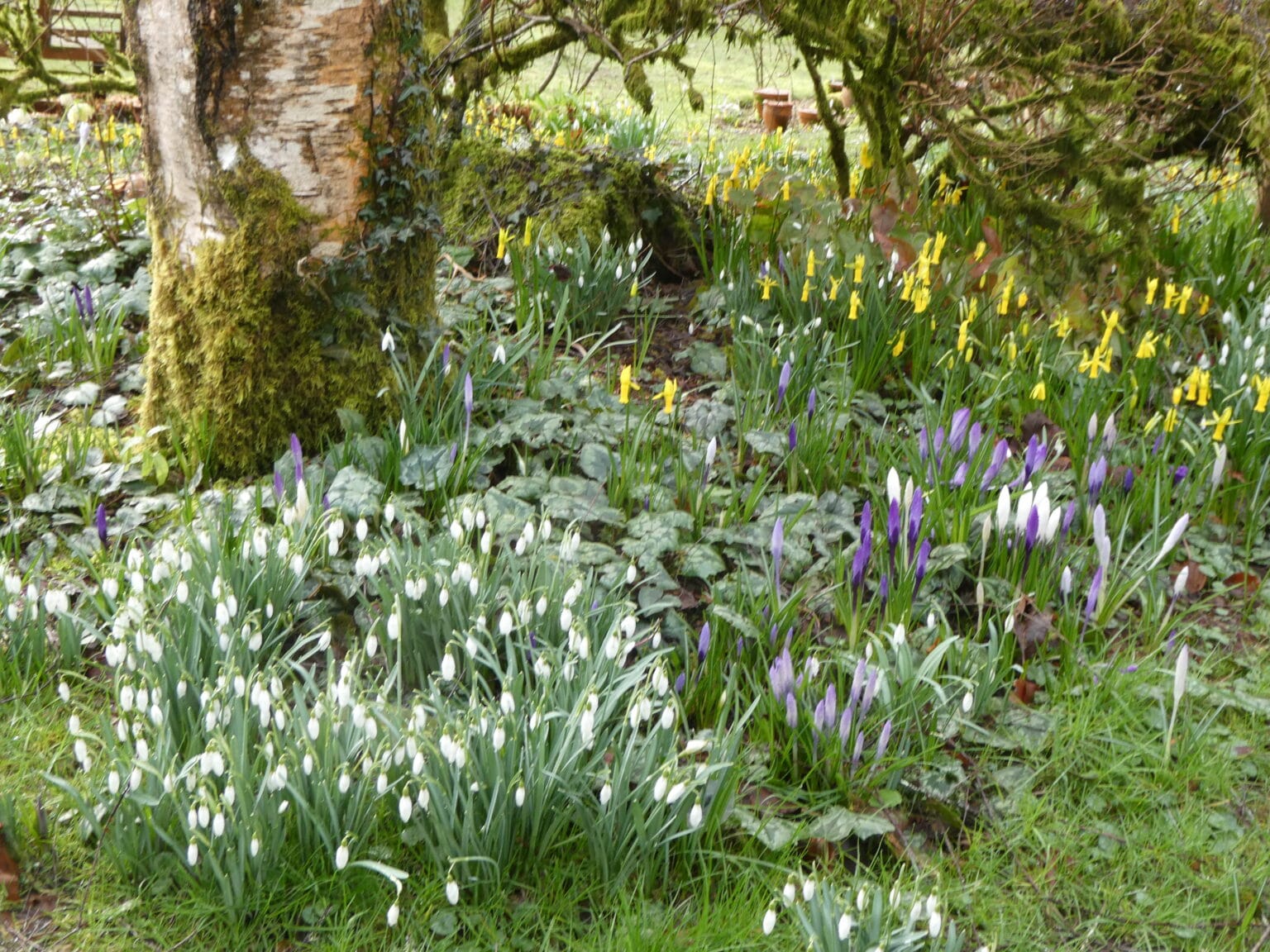 Soggy Snowdrop Sunday Still Super Successful! • Belstone